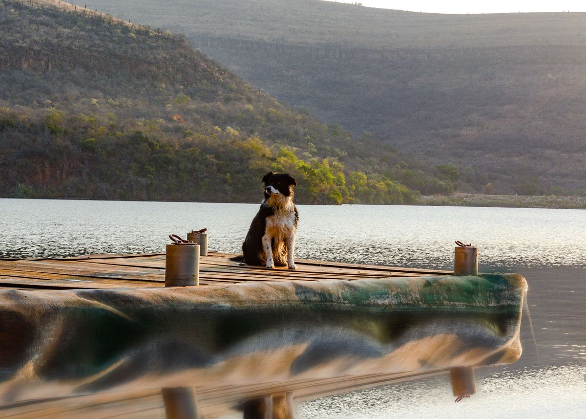 'Dog on Pier' Poster by Jaco Slabbert | Displate