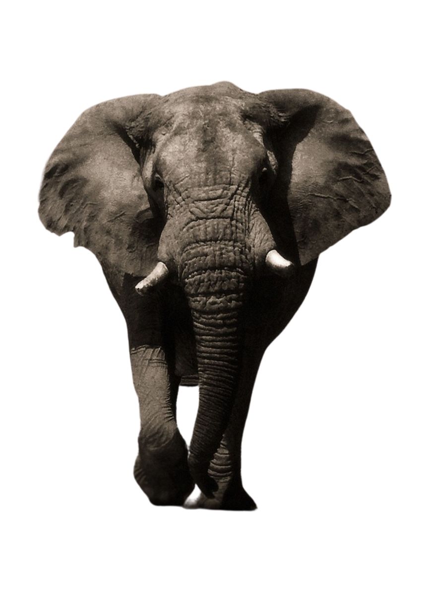 'Funny Elephant Animal' Poster by Wijaki Thaisusuken | Displate