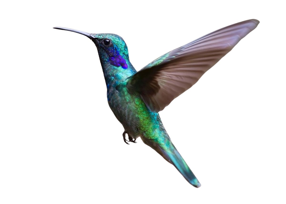 'Funny Humming Bird' Poster by Wijaki Thaisusuken | Displate