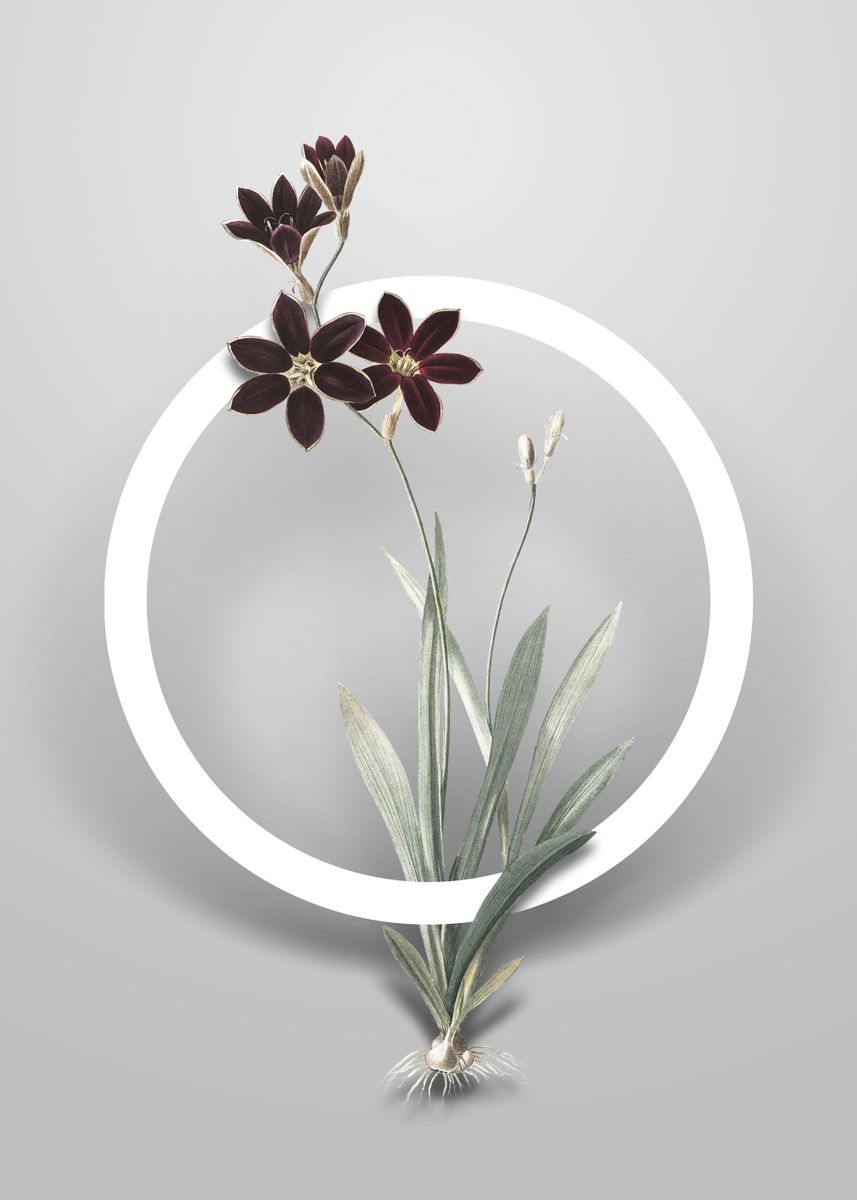'Ixia Grandiflora Flower' Poster by Holy Rock Design | Displate