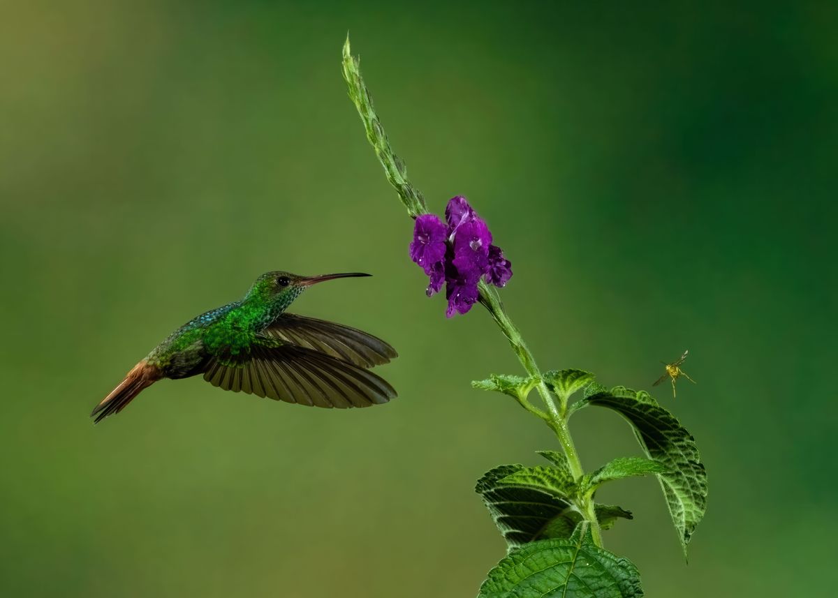 'Rufous Tailed Hummingbird ' Poster by Joe OConnell | Displate