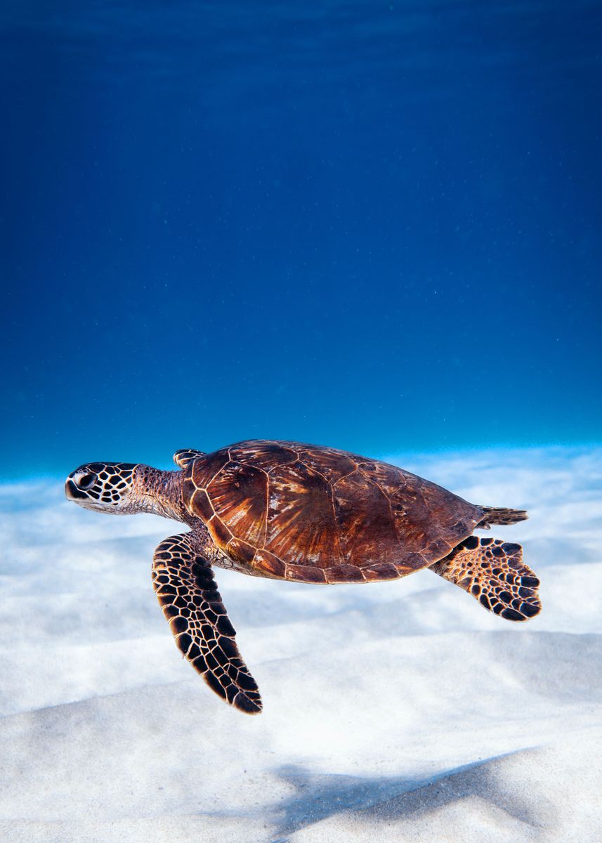 'TURTLE' Poster, picture, metal print, paint by PRIMNEPTI LERT | Displate