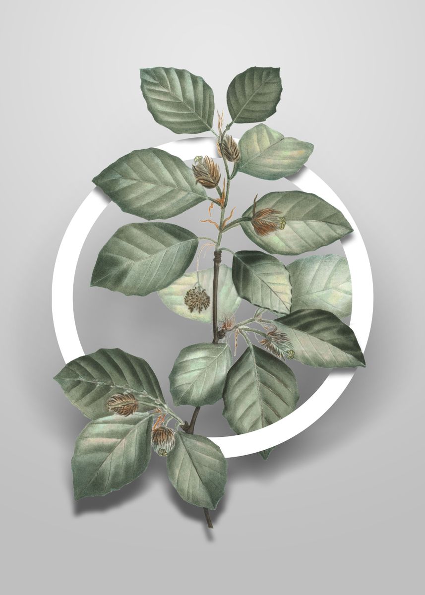 'European Beech Flower Art' Poster, picture, metal print, paint by Holy ...