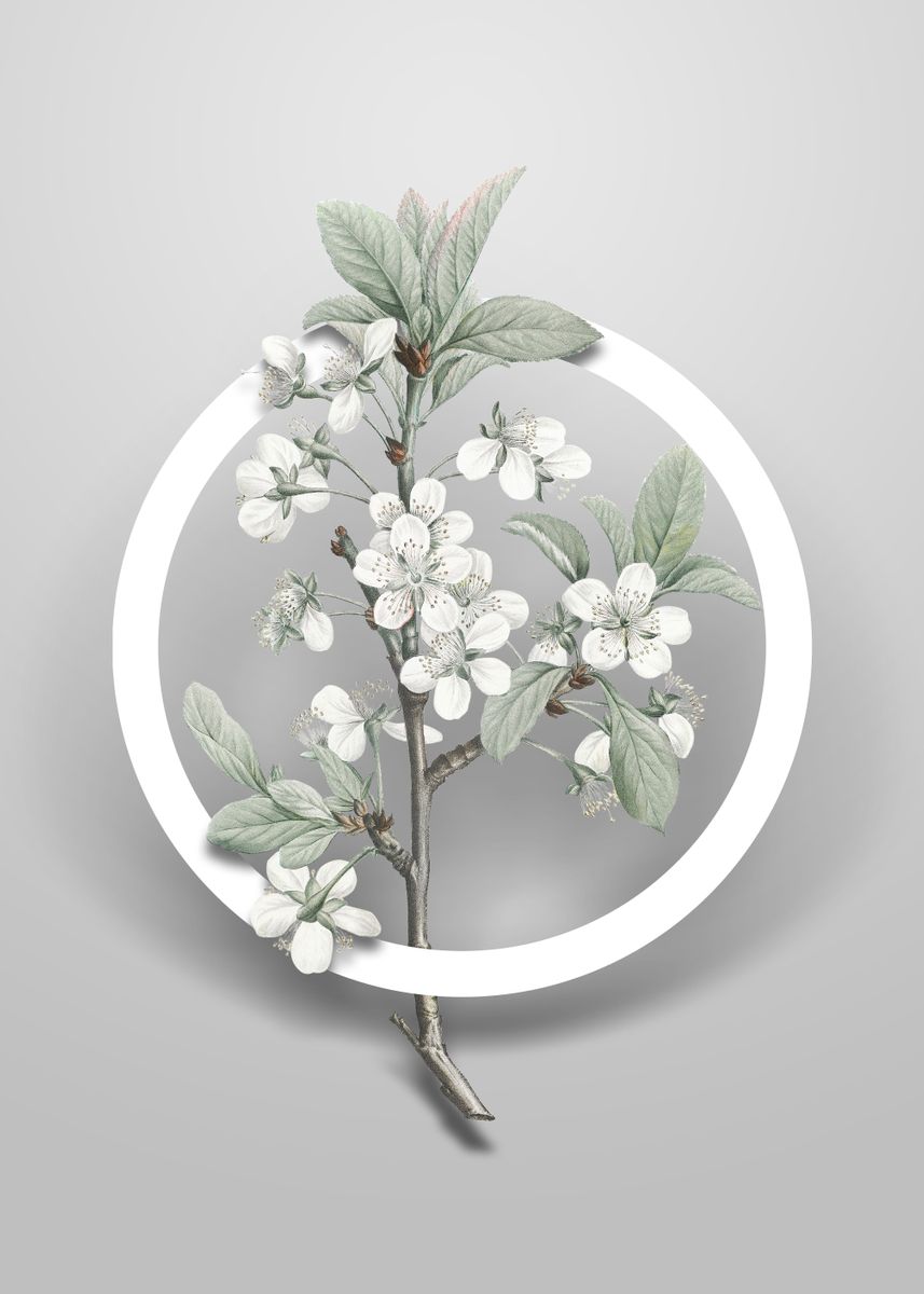 'Vintage White Plum Flower' Poster, picture, metal print, paint by Holy ...