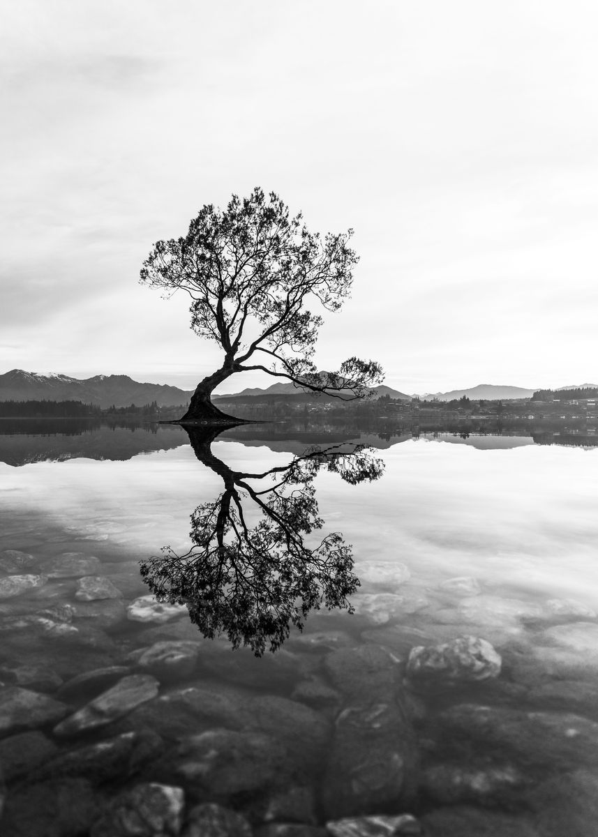 'Wanaka Tree New Zealand' Poster, picture, metal print, paint by Joshua ...