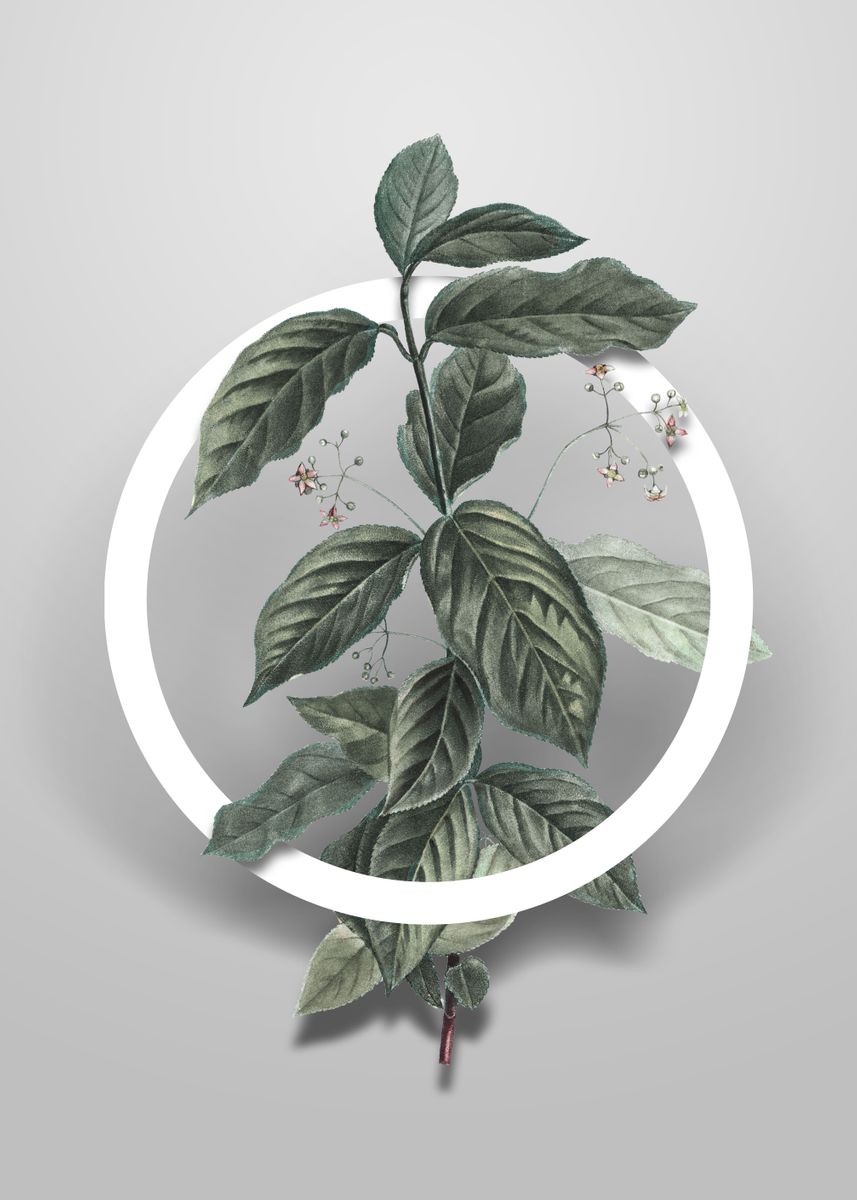 'Broadleaf Spindle Flower' Poster, picture, metal print, paint by Holy ...