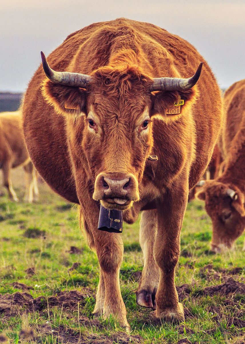 'Cow' Poster, picture, metal print, paint by DombaHitam Studio | Displate