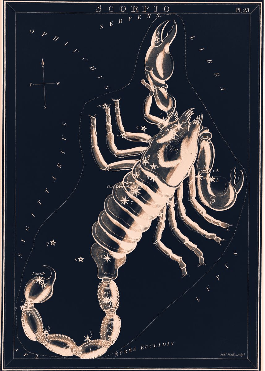 'Scorpio astrology zodiac ' Poster, picture, metal print, paint by ...
