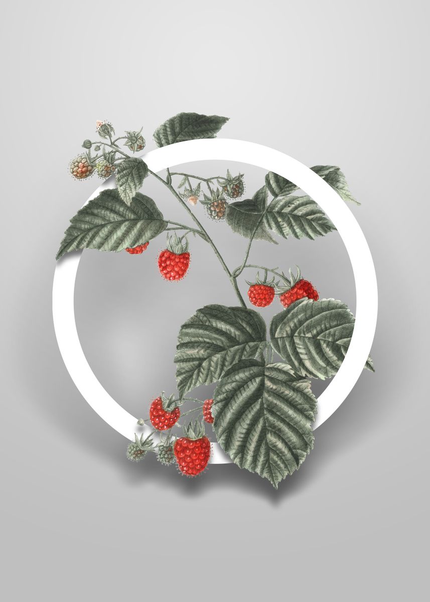 'Vintage Raspberry Flower' Poster, picture, metal print, paint by Holy ...