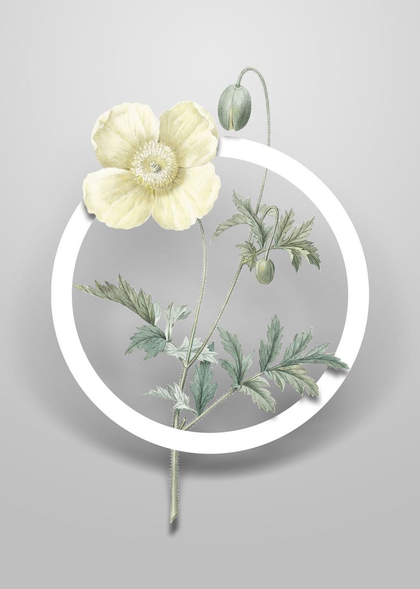 'Vintage Welsh Poppy Flower' Poster, picture, metal print, paint by ...