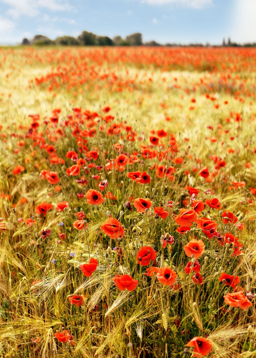 'Poppy flowers' Poster, picture, metal print, paint by Ralf Lehmann ...