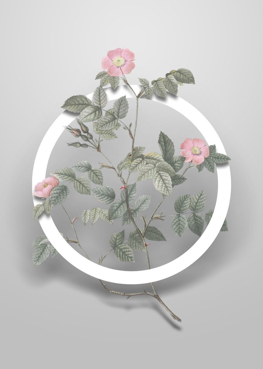 'Sweetbriar Rose Flower Art' Poster, picture, metal print, paint by ...