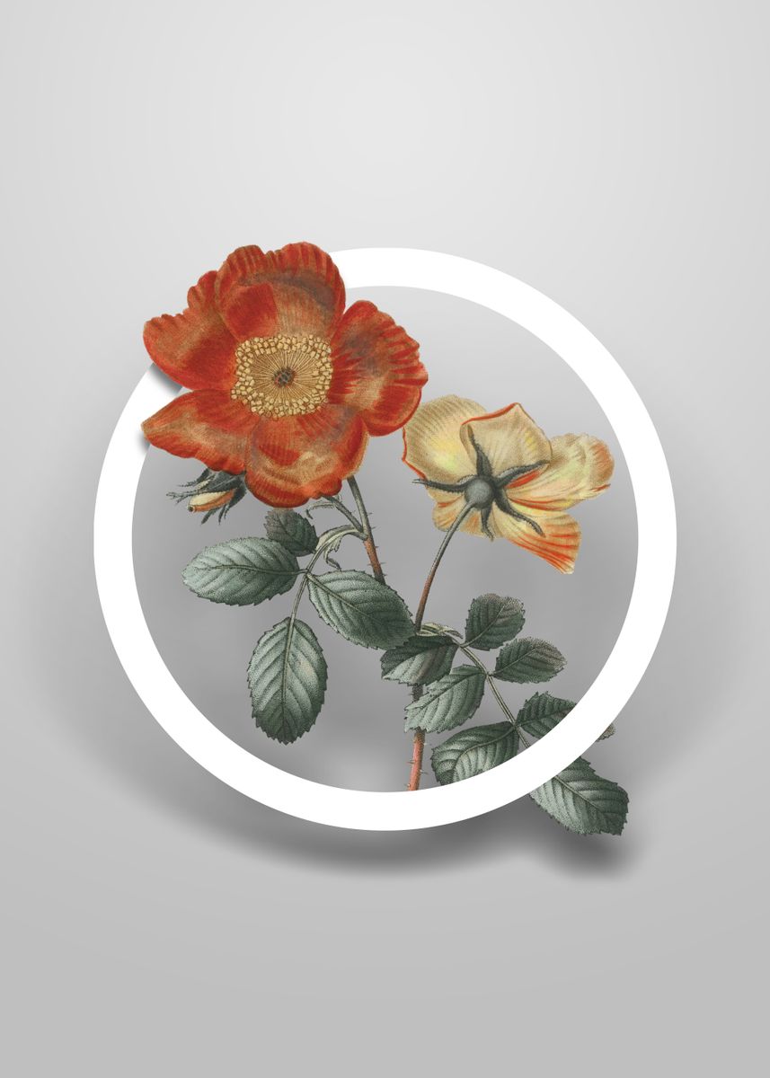 'Sweetbriar Rose Flower Art' Poster, picture, metal print, paint by ...