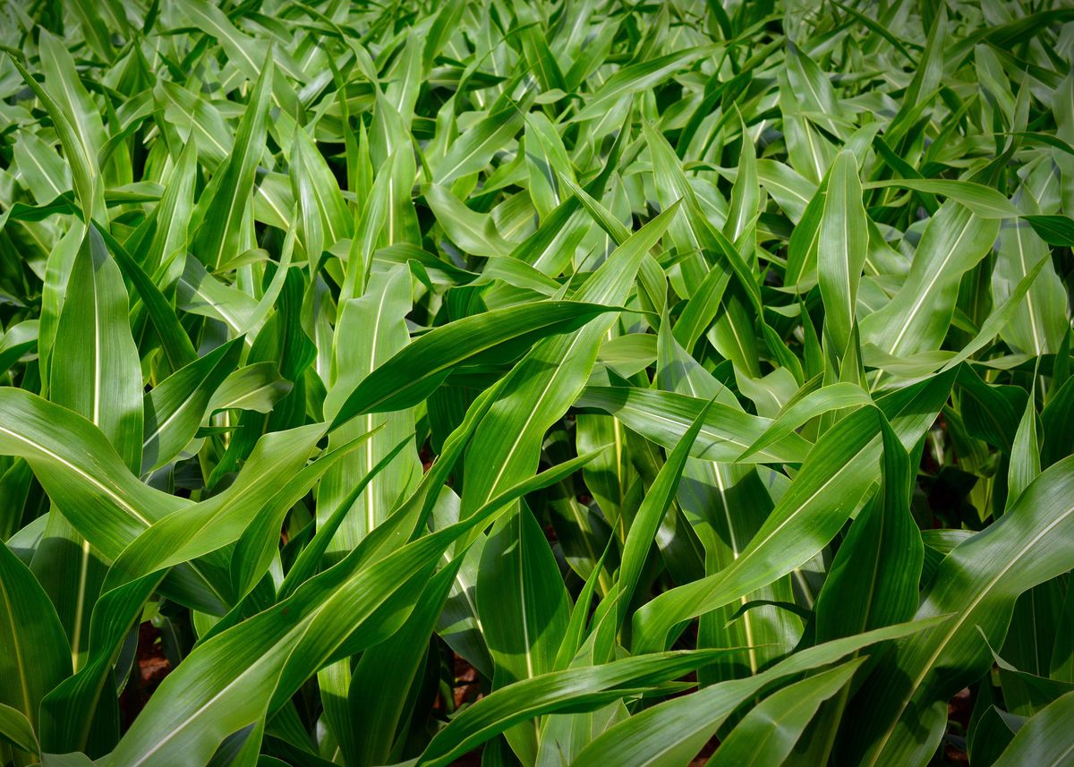 'corn field' Poster by TheGolden Hand | Displate