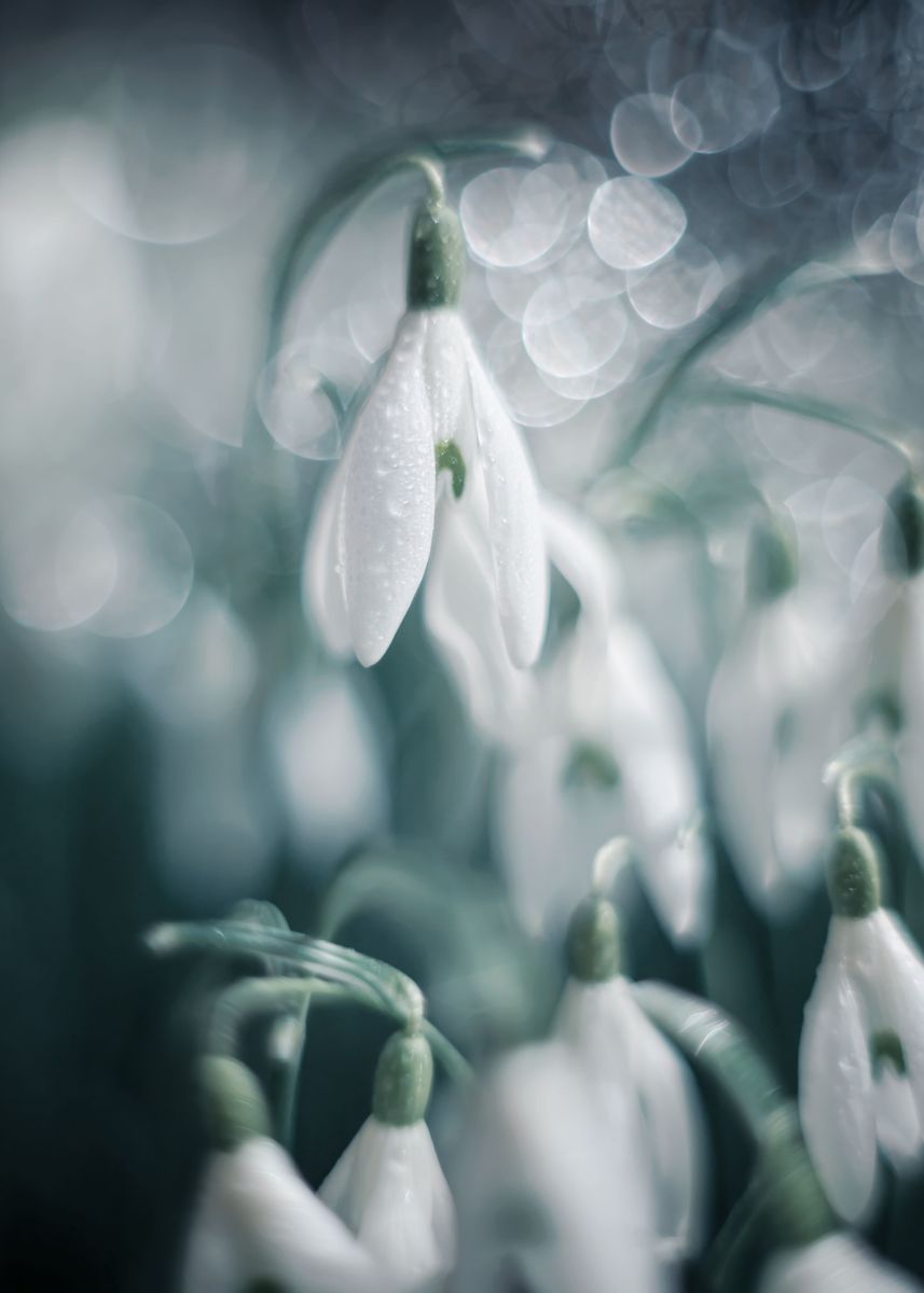 'White snowdrops flowers' Poster, picture, metal print, paint by ...