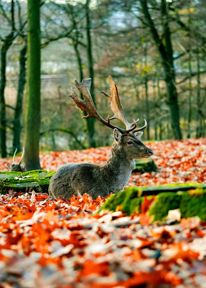 'DEER ' Poster, picture, metal print, paint by PRIMNEPTI LERT | Displate