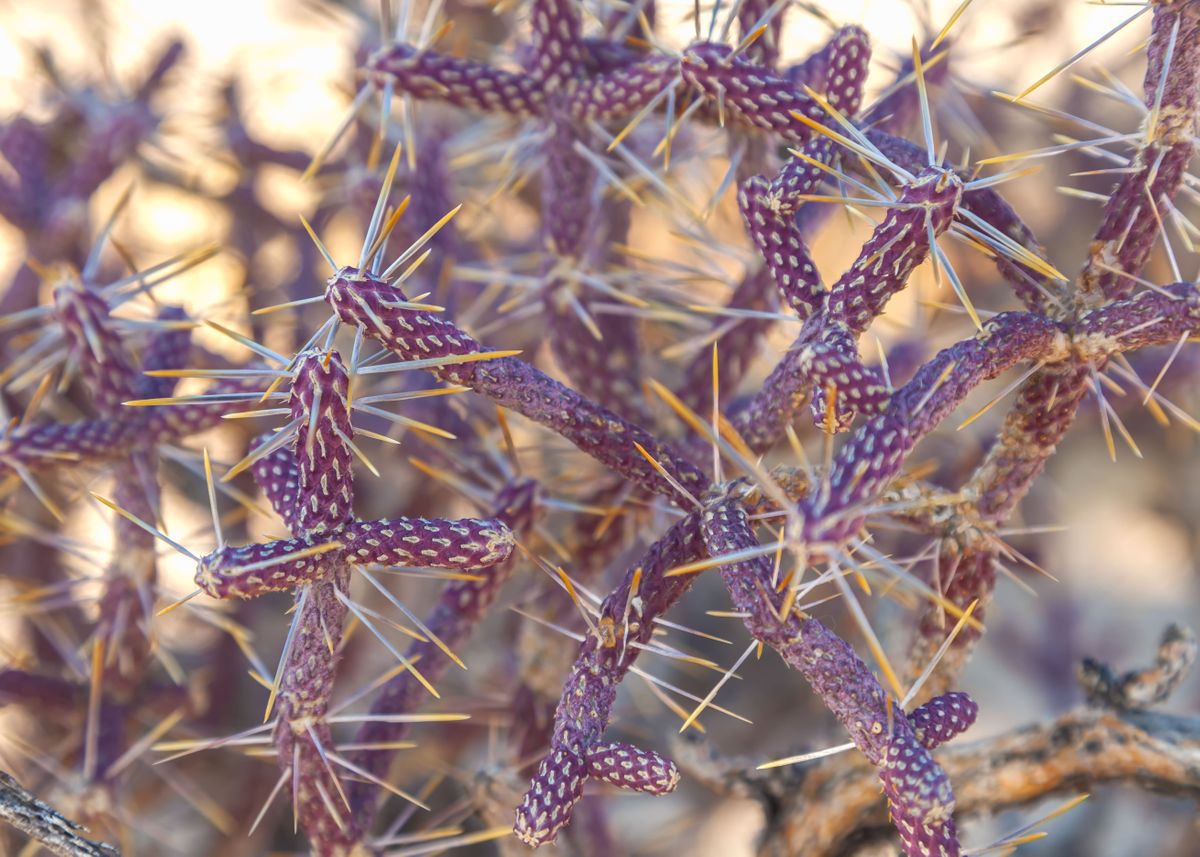 'Pencil Cholla' Poster by Jonathan Nguyen | Displate