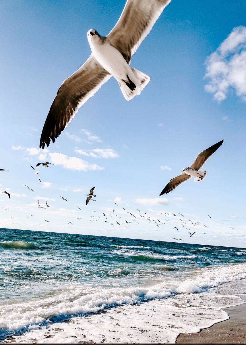 'Seagull at the Beach' Poster, picture, metal print, paint by ...