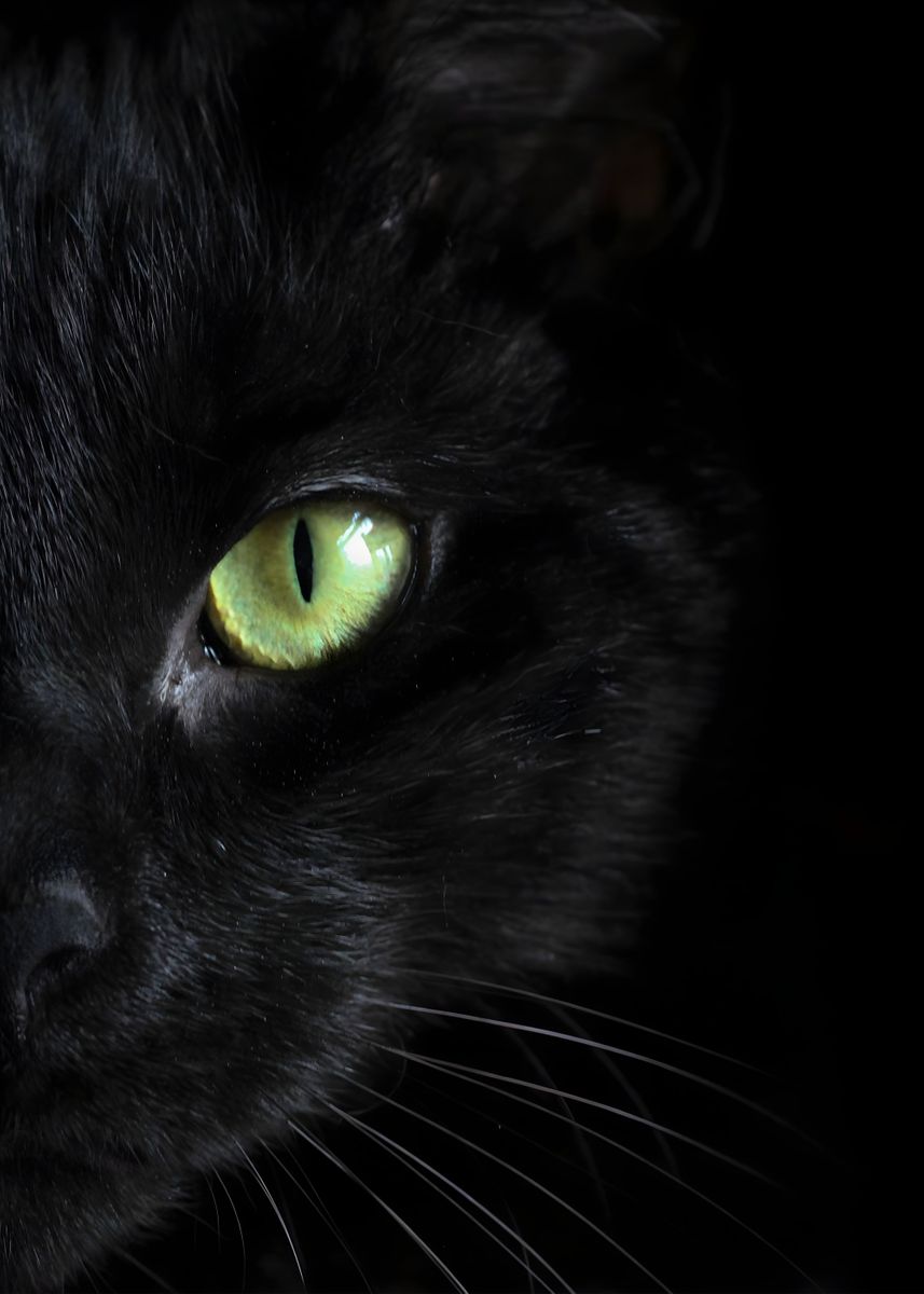 'half cat ' Poster, picture, metal print, paint by zuzuzu | Displate