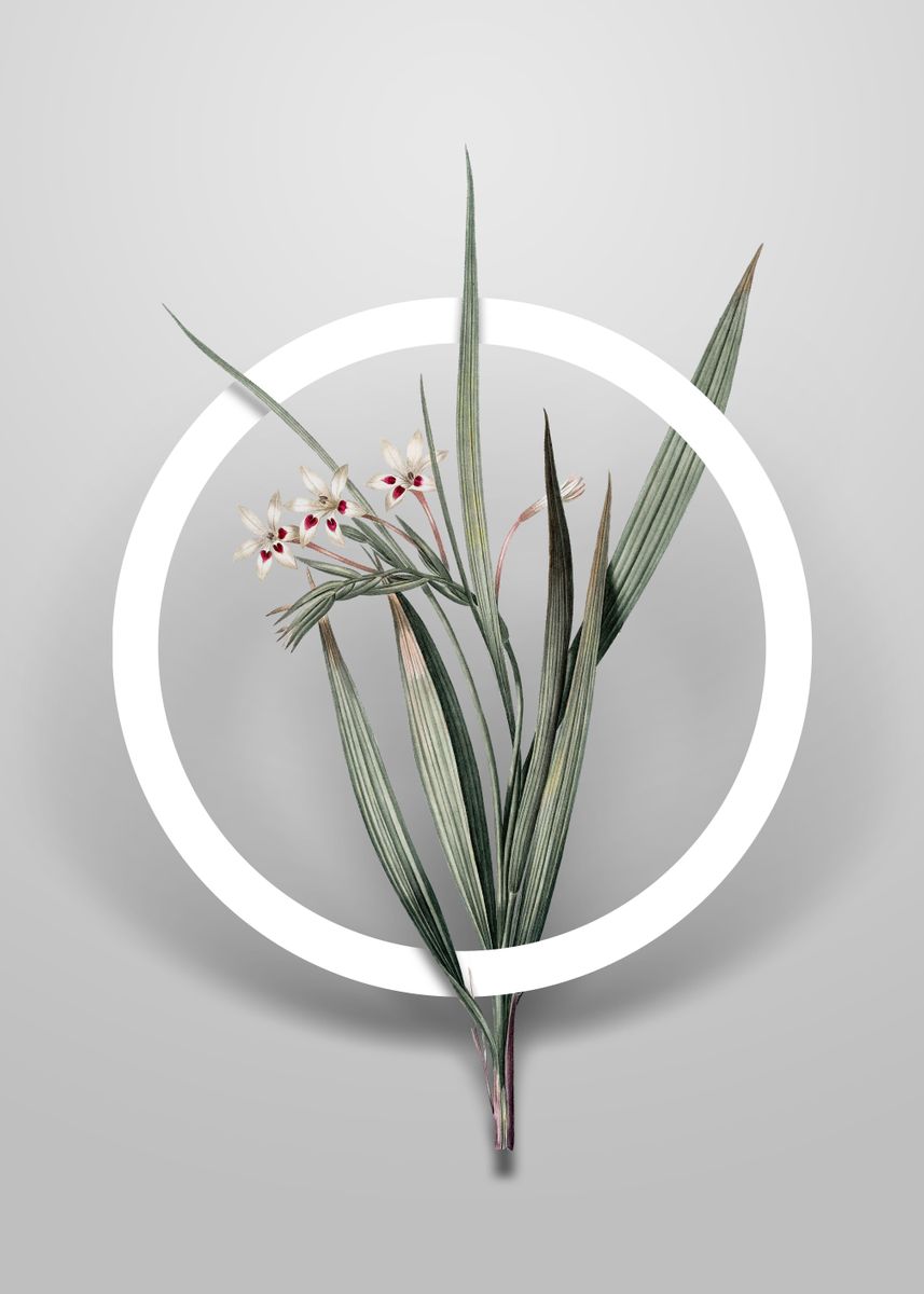 'White Baboon Root Flower' Poster, picture, metal print, paint by Holy ...