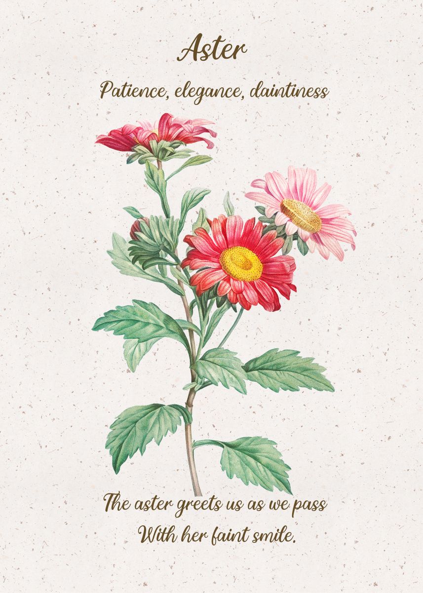 'Aster Flower Language' Poster, picture, metal print, paint by XandYart ...