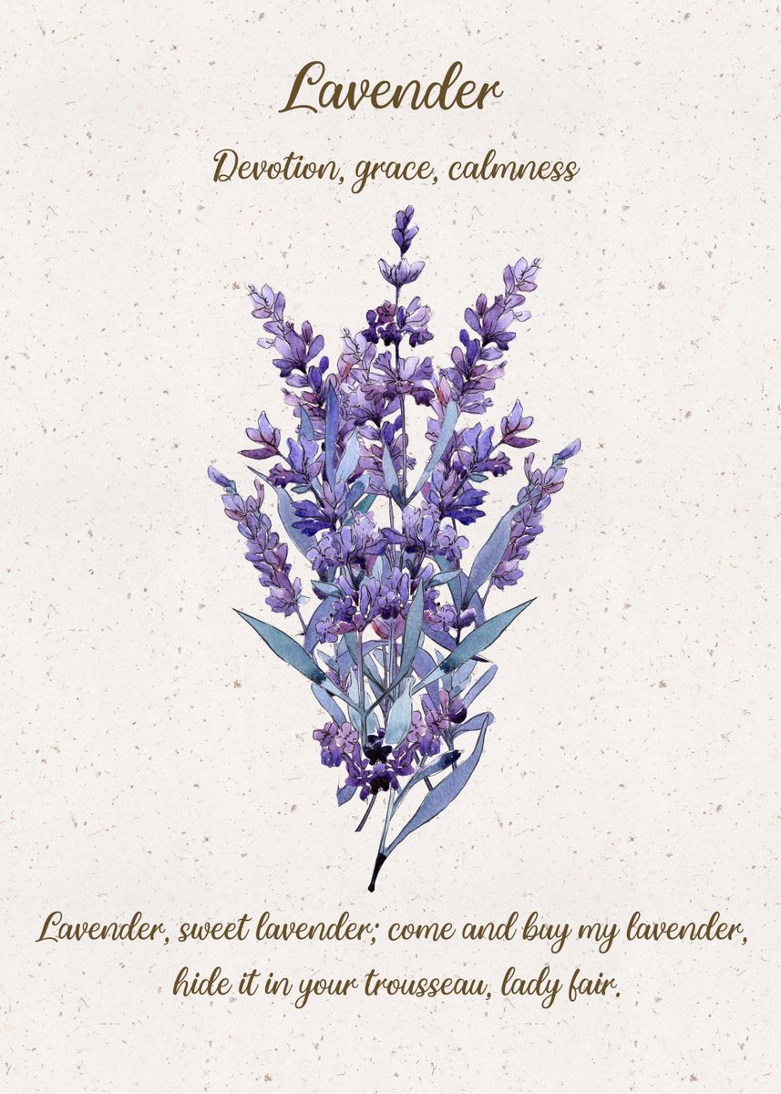 'Lavender Flower Language' Poster, picture, metal print, paint by ...