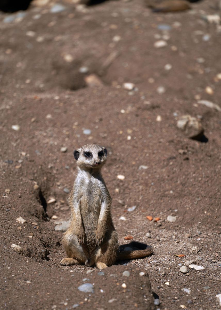 'Meerkat' Poster, picture, metal print, paint by PENGDUA XYZ | Displate