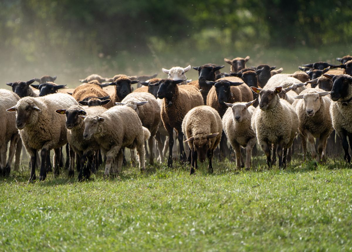 'Herd moving' Poster by Jordan | Displate