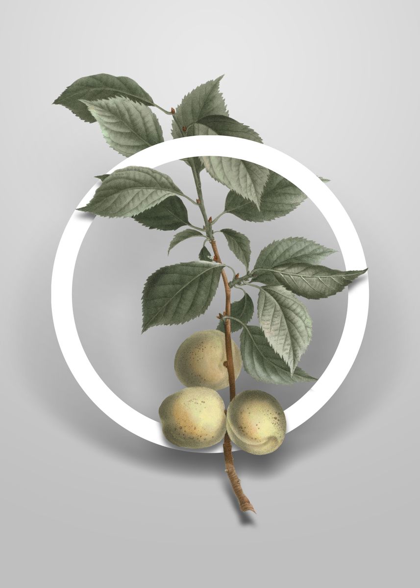 'Briancon Apricot Flower' Poster by Holy Rock Design | Displate