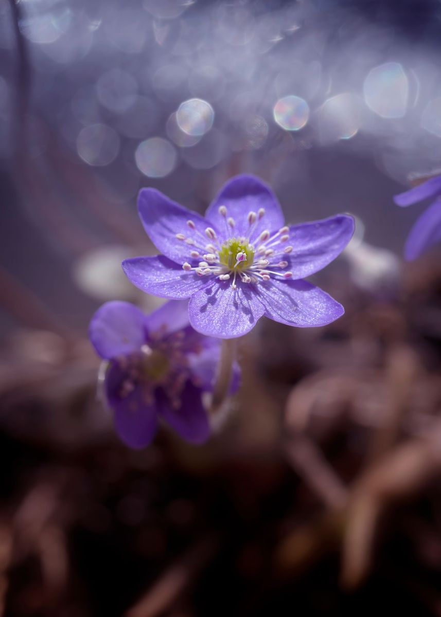 'Purple Hepatica flowers' Poster, picture, metal print, paint by ...
