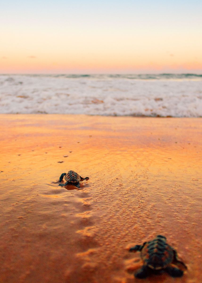 'TURTLE' Poster, picture, metal print, paint by PRIMNEPTI LERT | Displate