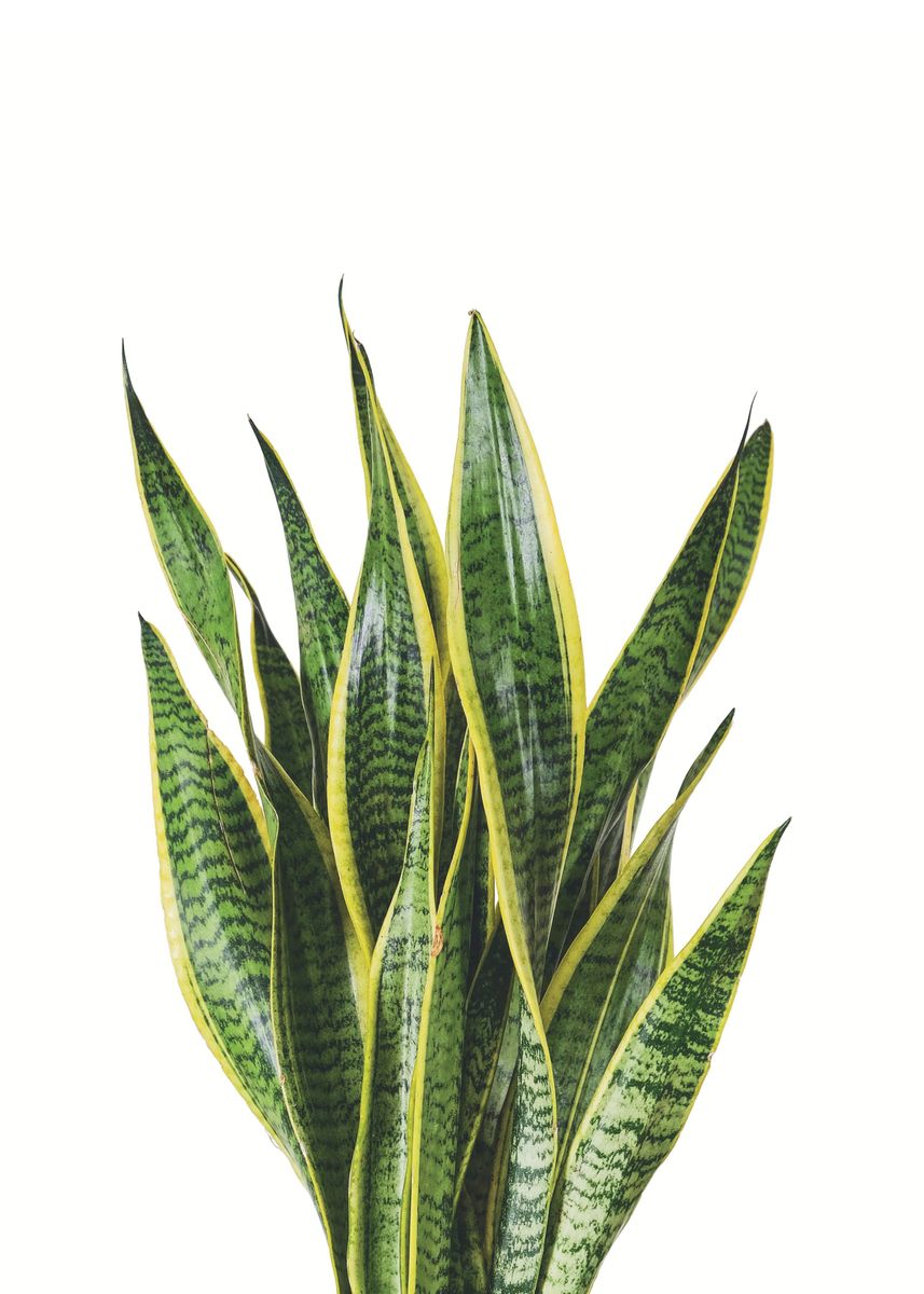 'Snake Plant' Poster, picture, metal print, paint by Haus and Hues ...