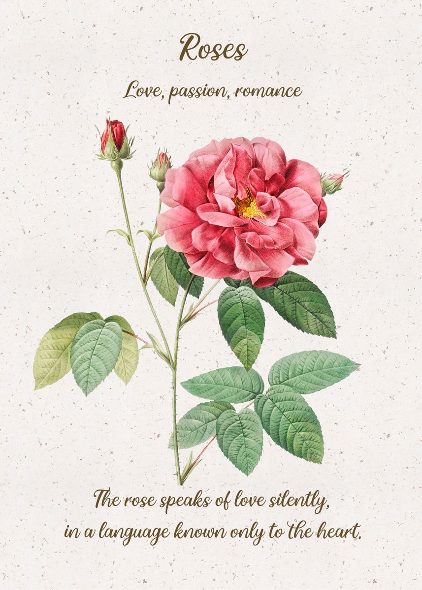 'Rose Flower Language' Poster, picture, metal print, paint by XandYart ...