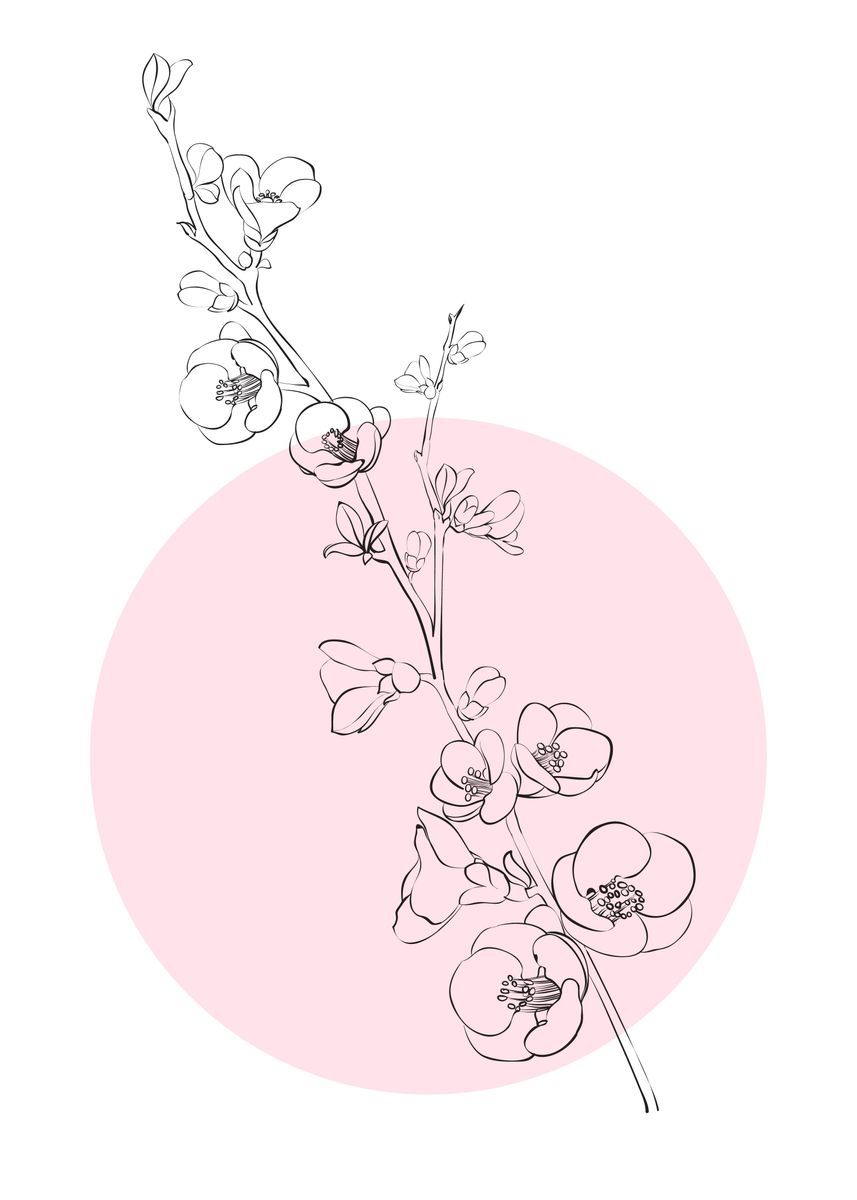 'Sakura Line Art Flower' Poster, picture, metal print, paint by ...
