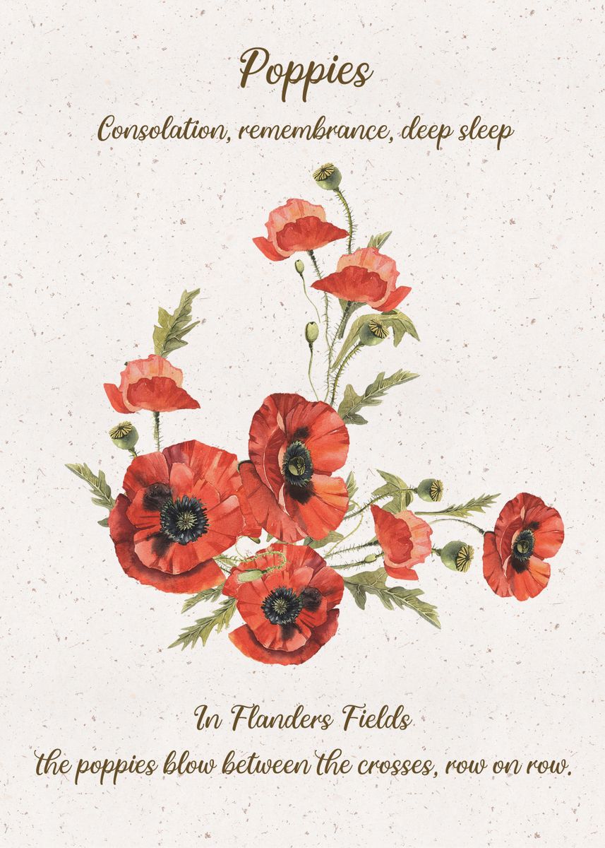 'Poppy Flower Language' Poster, picture, metal print, paint by XandYart ...