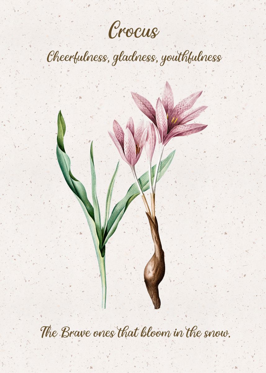 'Crocus Flower Language' Poster, picture, metal print, paint by ...