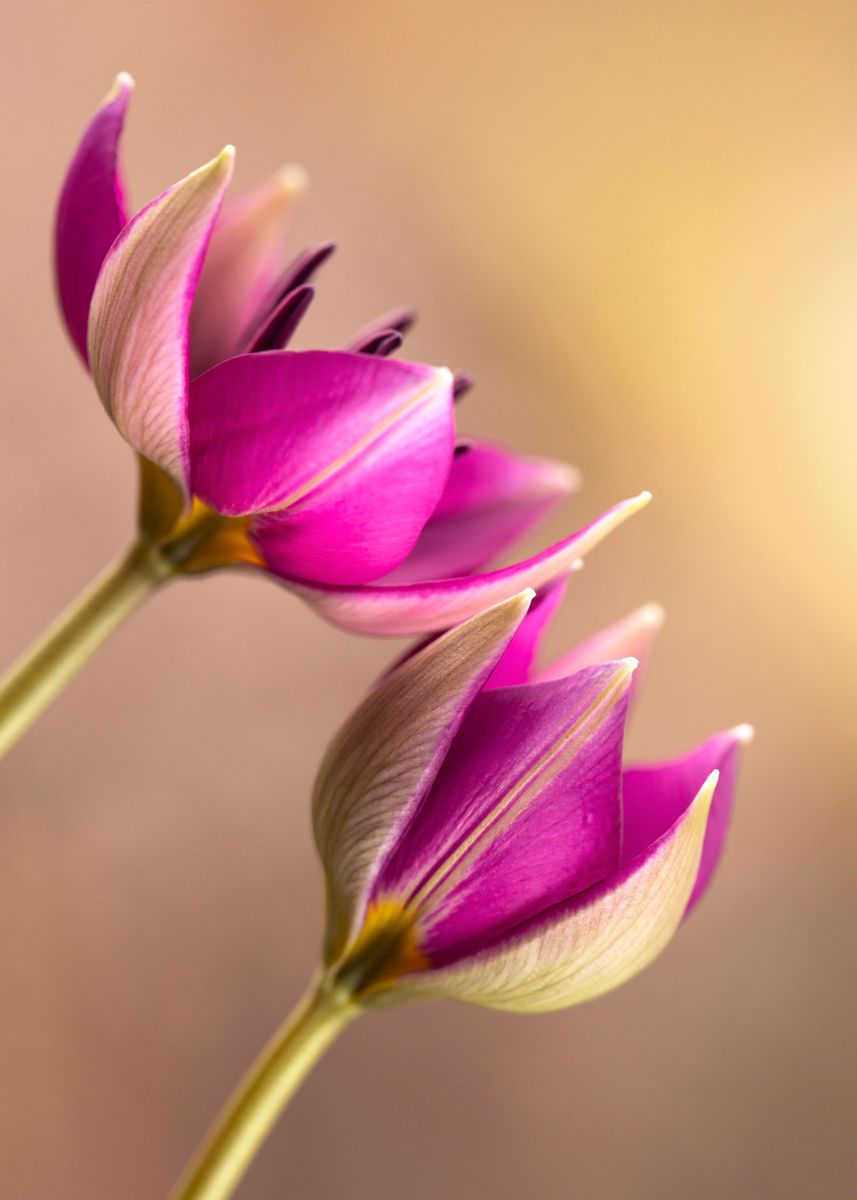 'Botanical tulips' Poster by Mycatherina | Displate