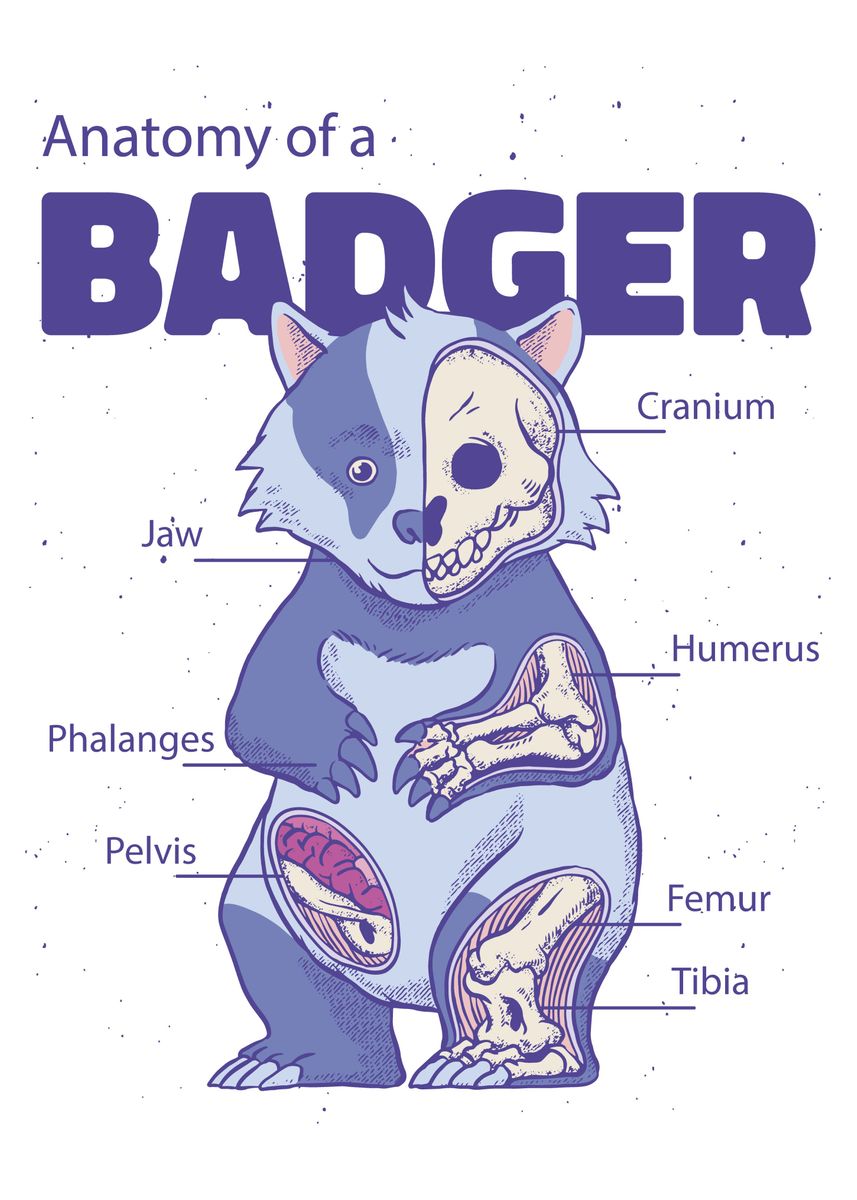 'Badger Anatomy' Poster, picture, metal print, paint by Geschenkelaune ...