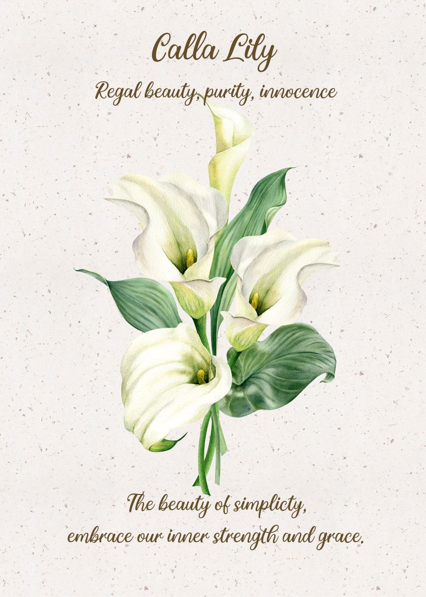 'Calla Lily Flower Language' Poster, picture, metal print, paint by ...