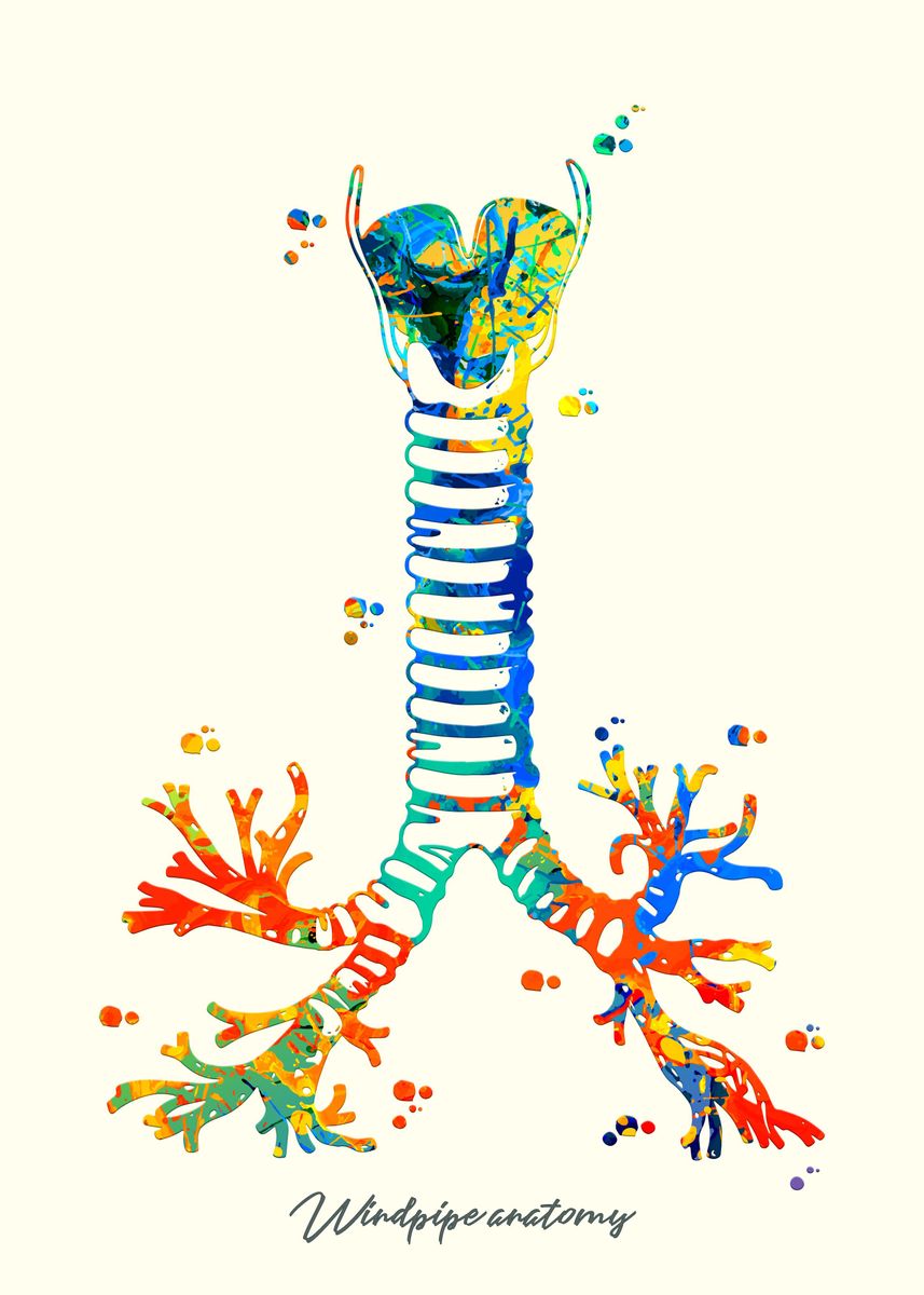 'Windpipe anatomy' Poster, picture, metal print, paint by Vincent Vorce ...