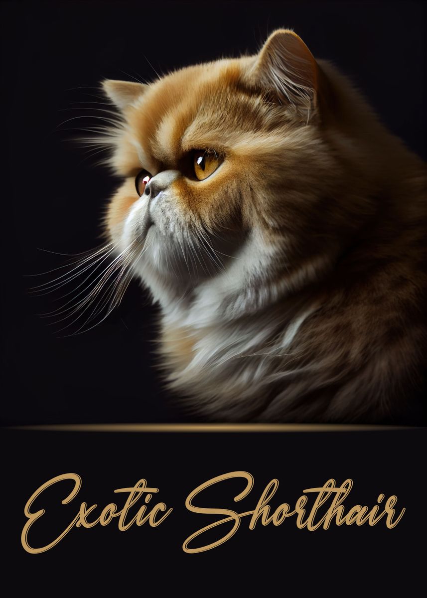 'Elegant Exotic Shorthair' Poster by Artistic Paradigms | Displate