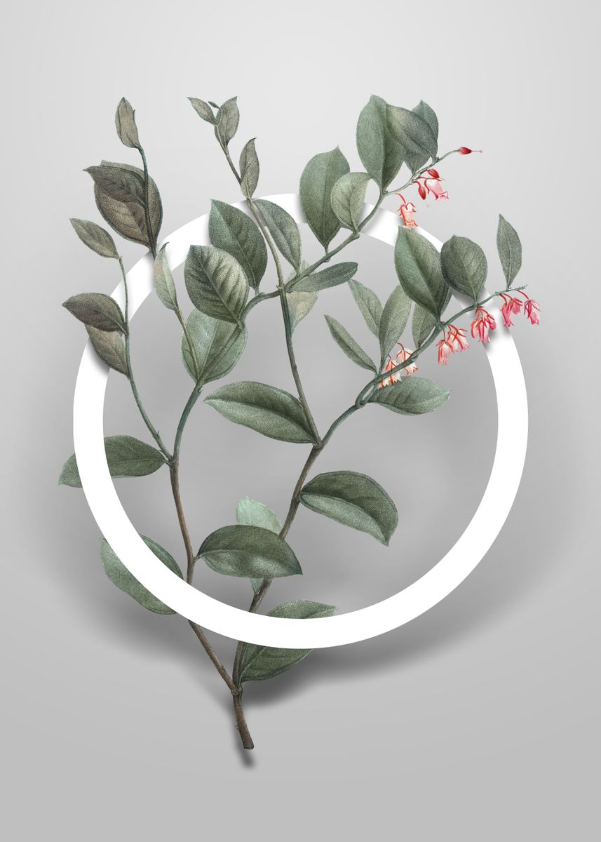 'Andromeda Axillaris Bloom' Poster, picture, metal print, paint by Holy ...