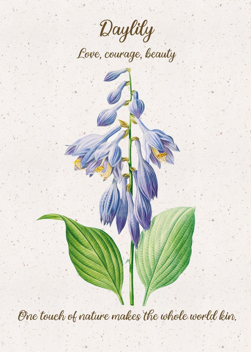 'Daylily Flower Language' Poster, picture, metal print, paint by ...