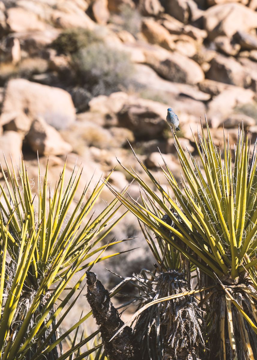 'Joshua Tree Blue Bird' Poster, picture, metal print, paint by anthony ...