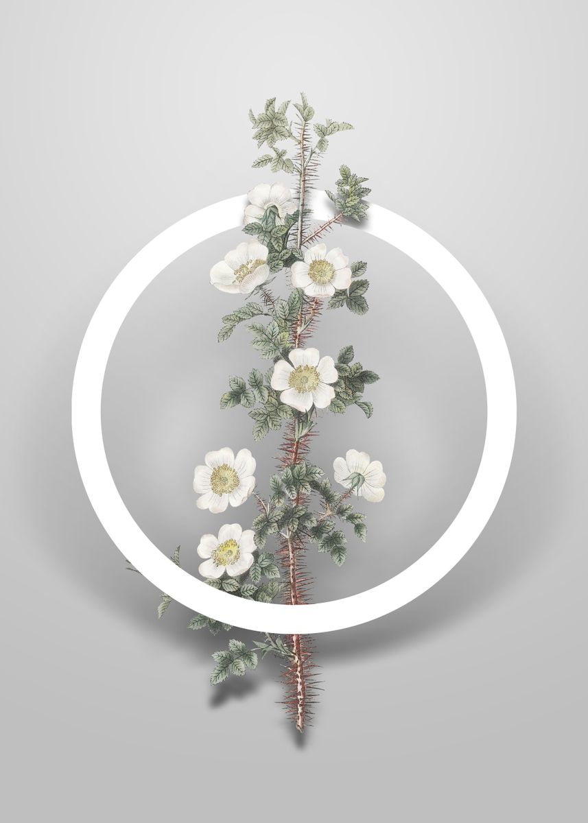 'Scotch Rose Bloom Flower' Poster, picture, metal print, paint by Holy ...