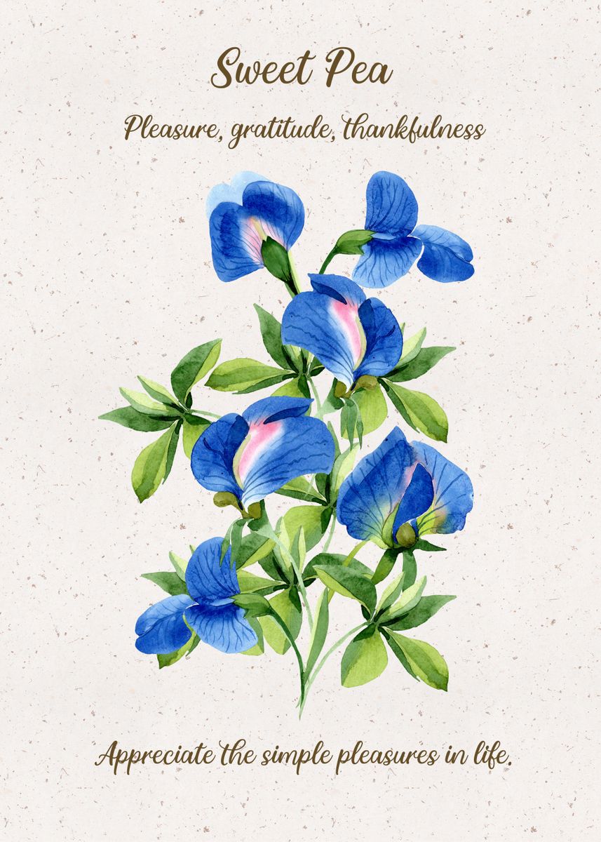 'Sweet Pea Flower Language' Poster, picture, metal print, paint by ...