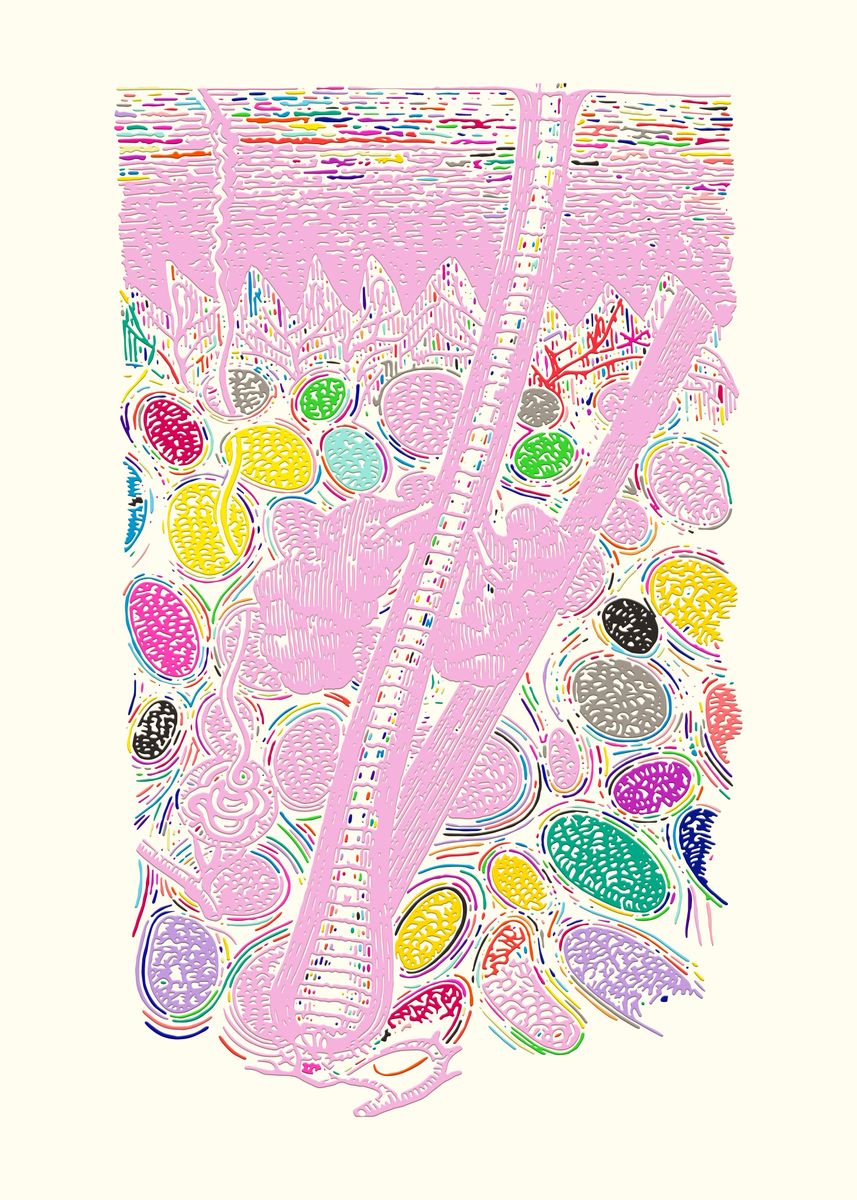 'Skin Anatomy' Poster, picture, metal print, paint by Dutton Jerrell | Displate