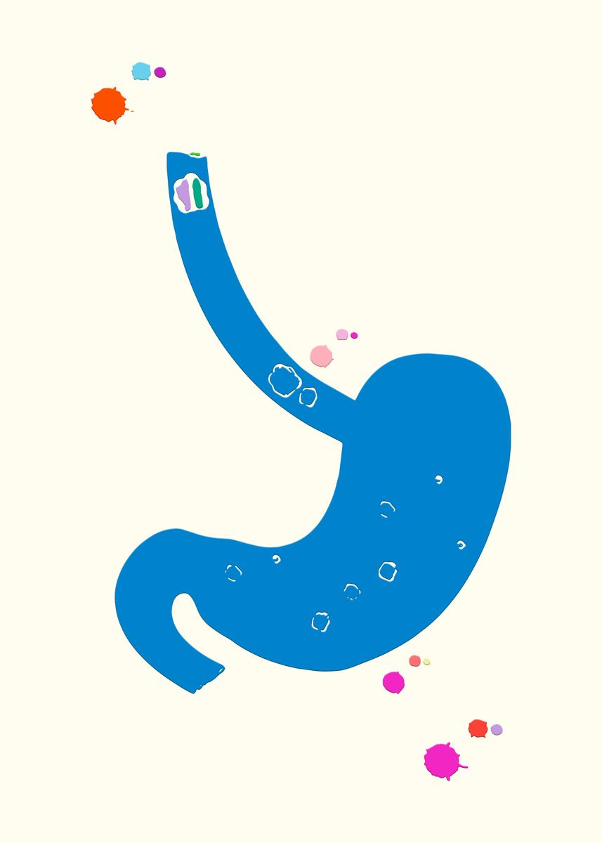 'The human stomach' Poster, picture, metal print, paint by Dutton ...