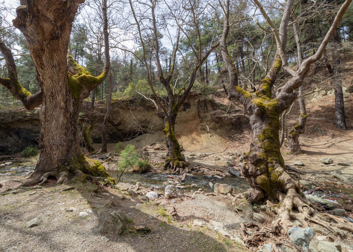 'Curvy trees Plantanakia' Poster by Bar Vardi | Displate