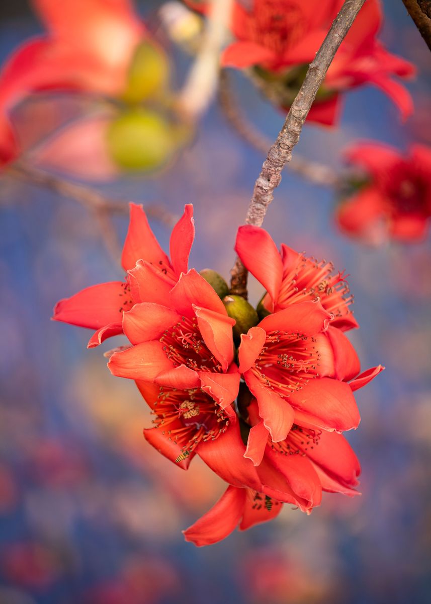 'Bombax ceiba blossoms' Poster, picture, metal print, paint by Thanh ...